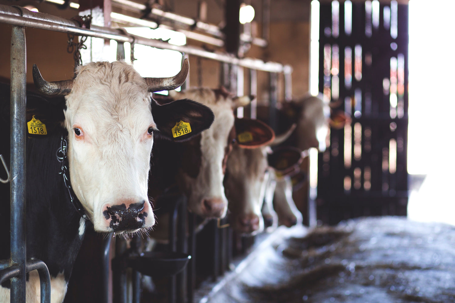 The Process of Milk Filtration – Commercial Filtration Supply